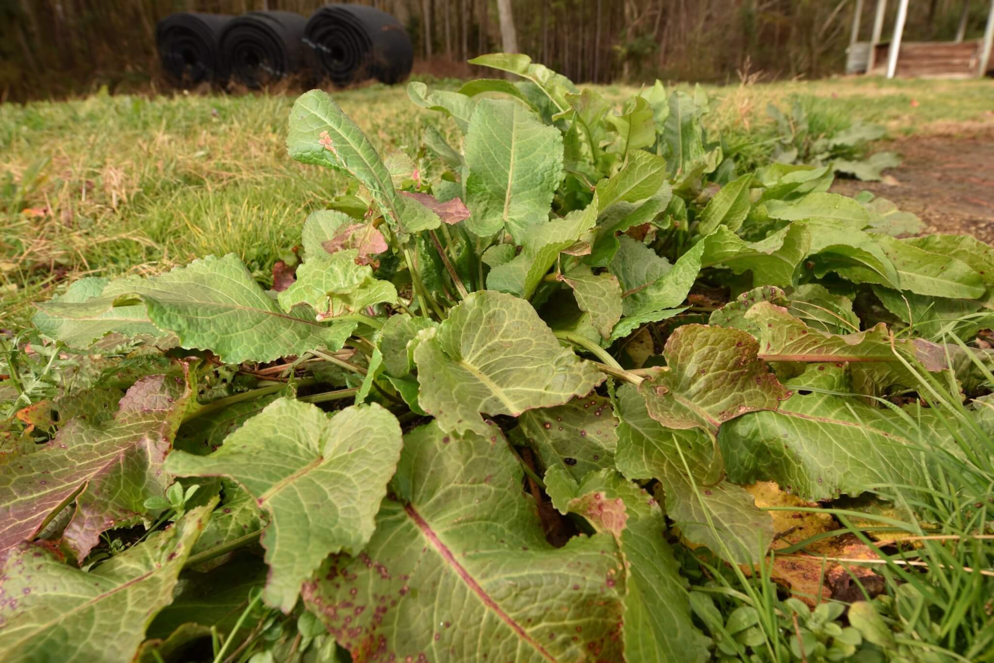Dock (Broadleaf and Curly) - Getting Rid Of Weeds