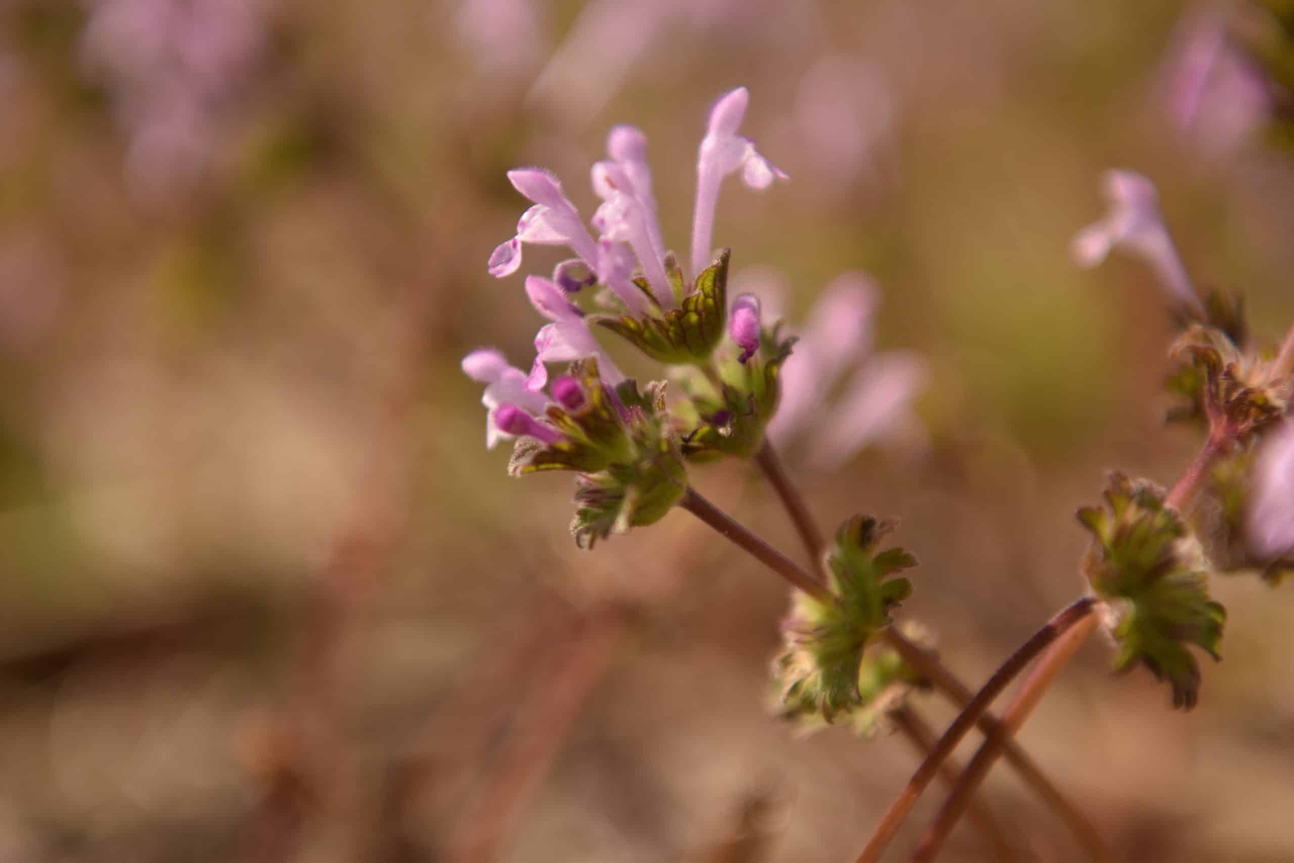 Henbit - Getting Rid Of Weeds
