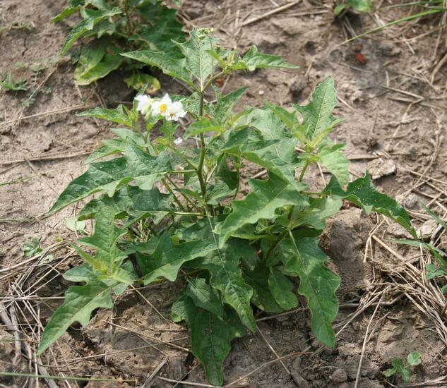 Horsenettle (Carolina) - Getting Rid Of Weeds