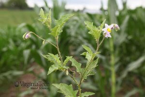 Horsenettle (Carolina) - Getting Rid Of Weeds