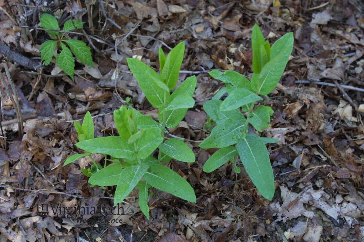 Milkweed (Common) - Getting Rid Of Weeds