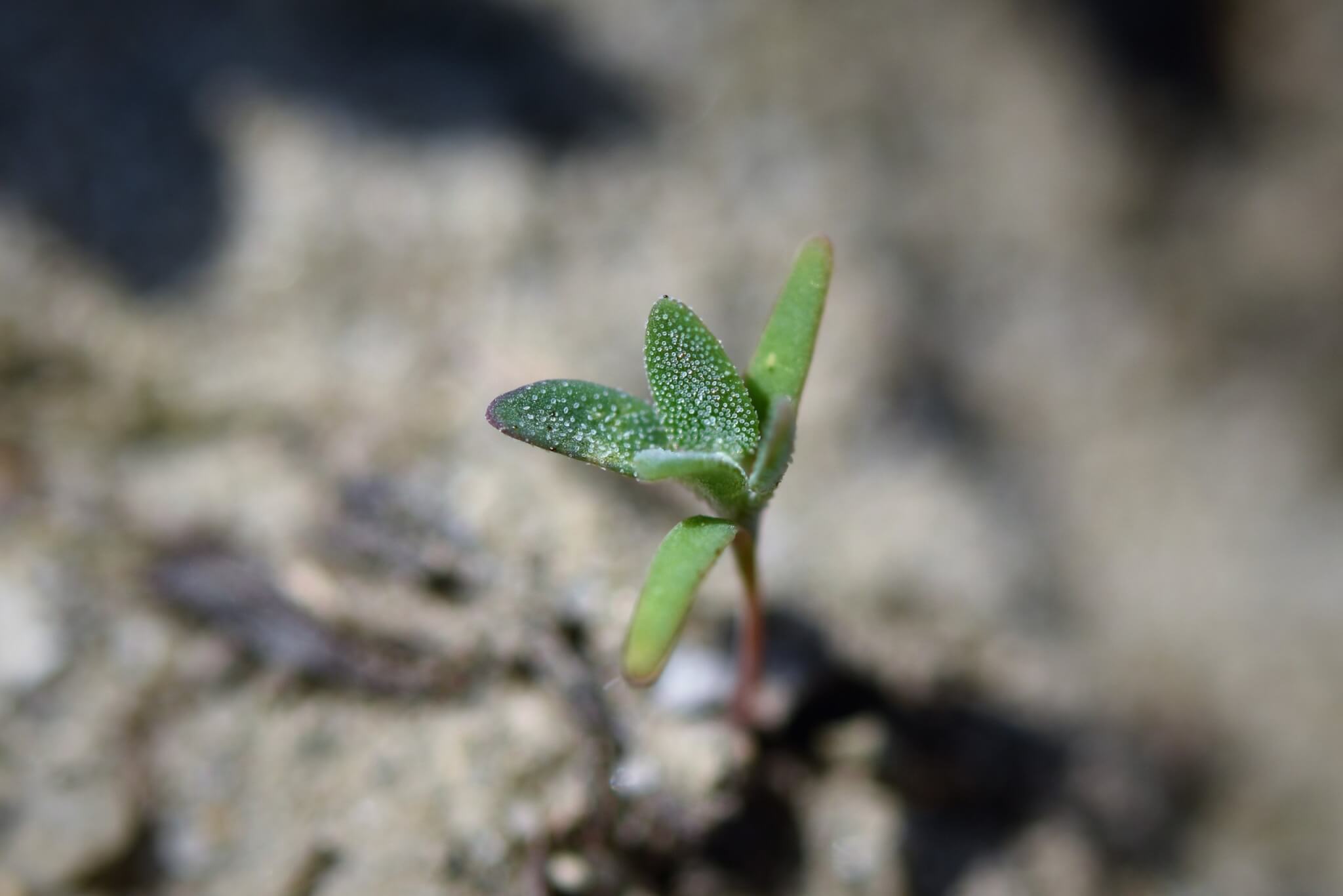 GROW (Getting Rid of Weeds) through Integrated Weed Management ...