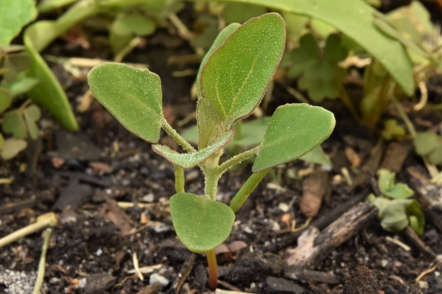 Lambsquarters (Common) - Getting Rid Of Weeds