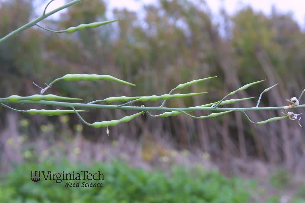 Mustard Species - Getting Rid Of Weeds