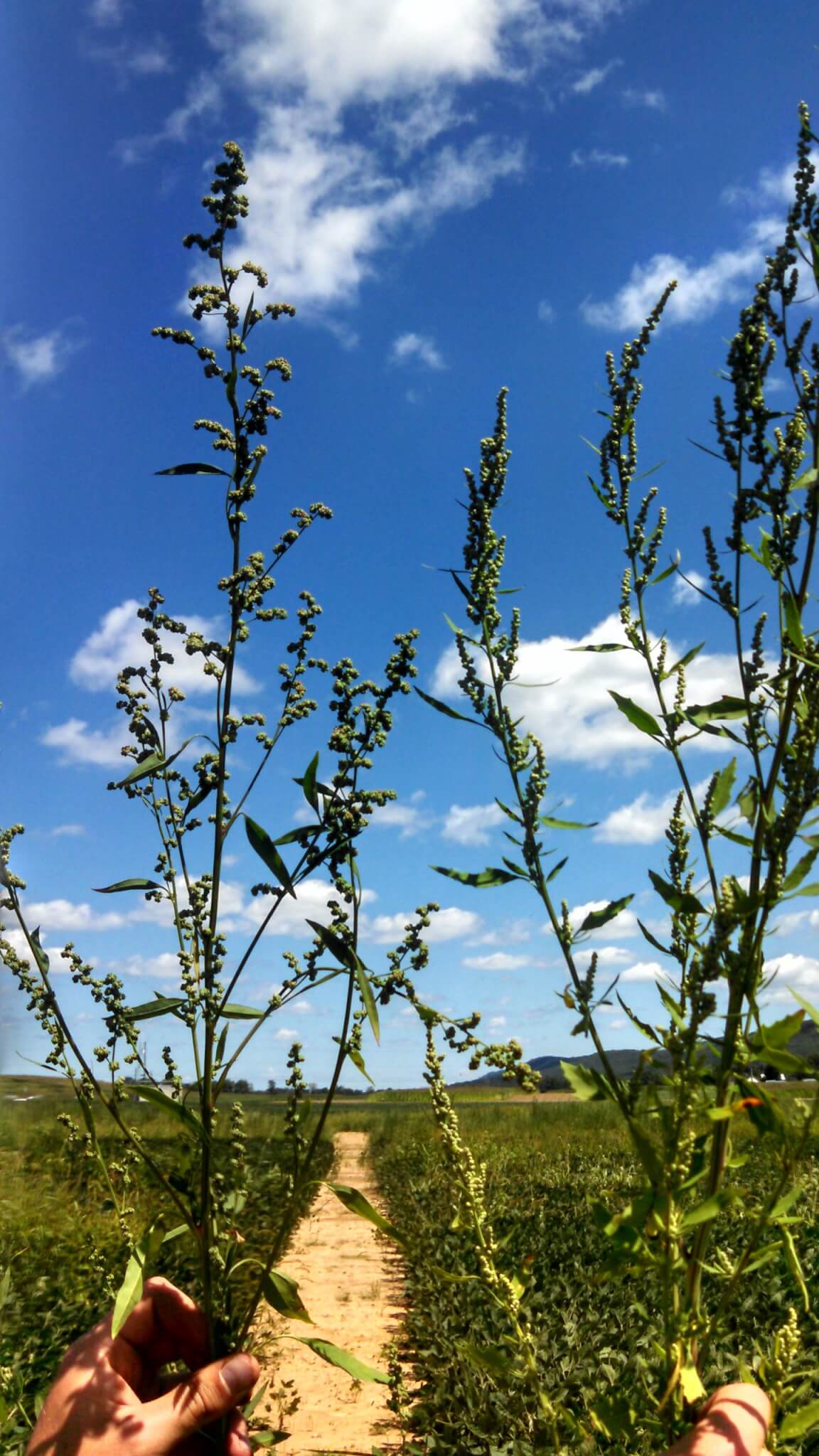 Lambsquarters (Common) - Getting Rid Of Weeds