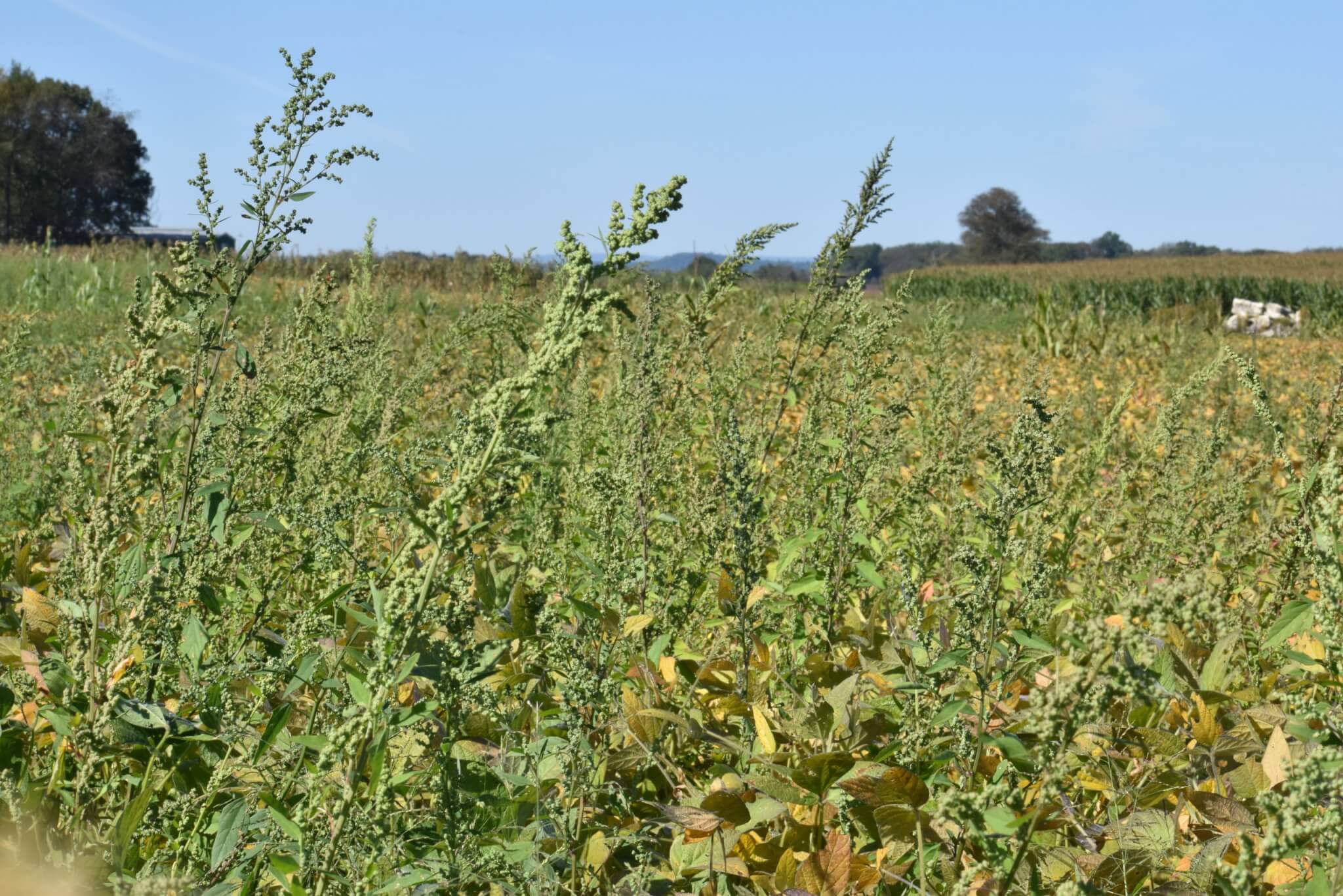 Lambsquarters (Common) - Getting Rid Of Weeds