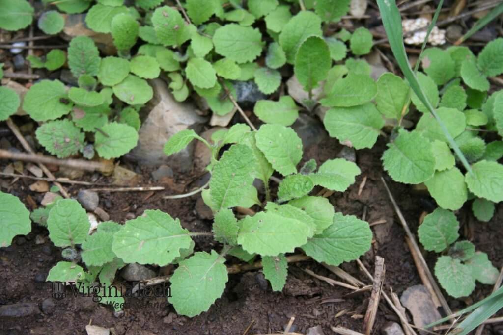 GROW (Getting Rid of Weeds) through Integrated Weed Management ...