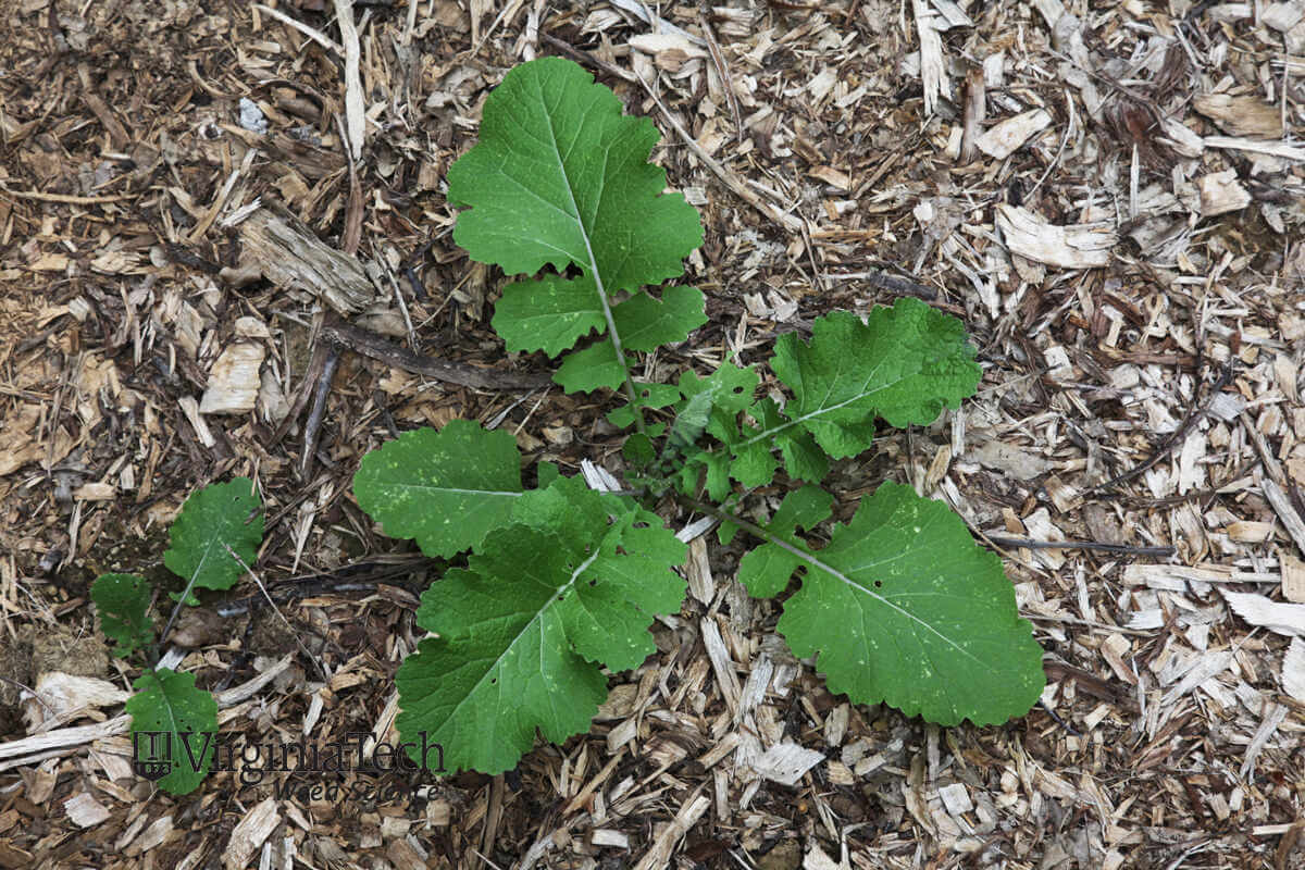 Mustard Species - Getting Rid Of Weeds