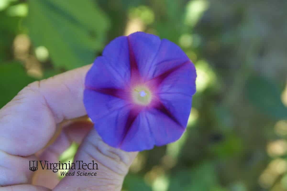 Cocklebur - Getting Rid Of Weeds