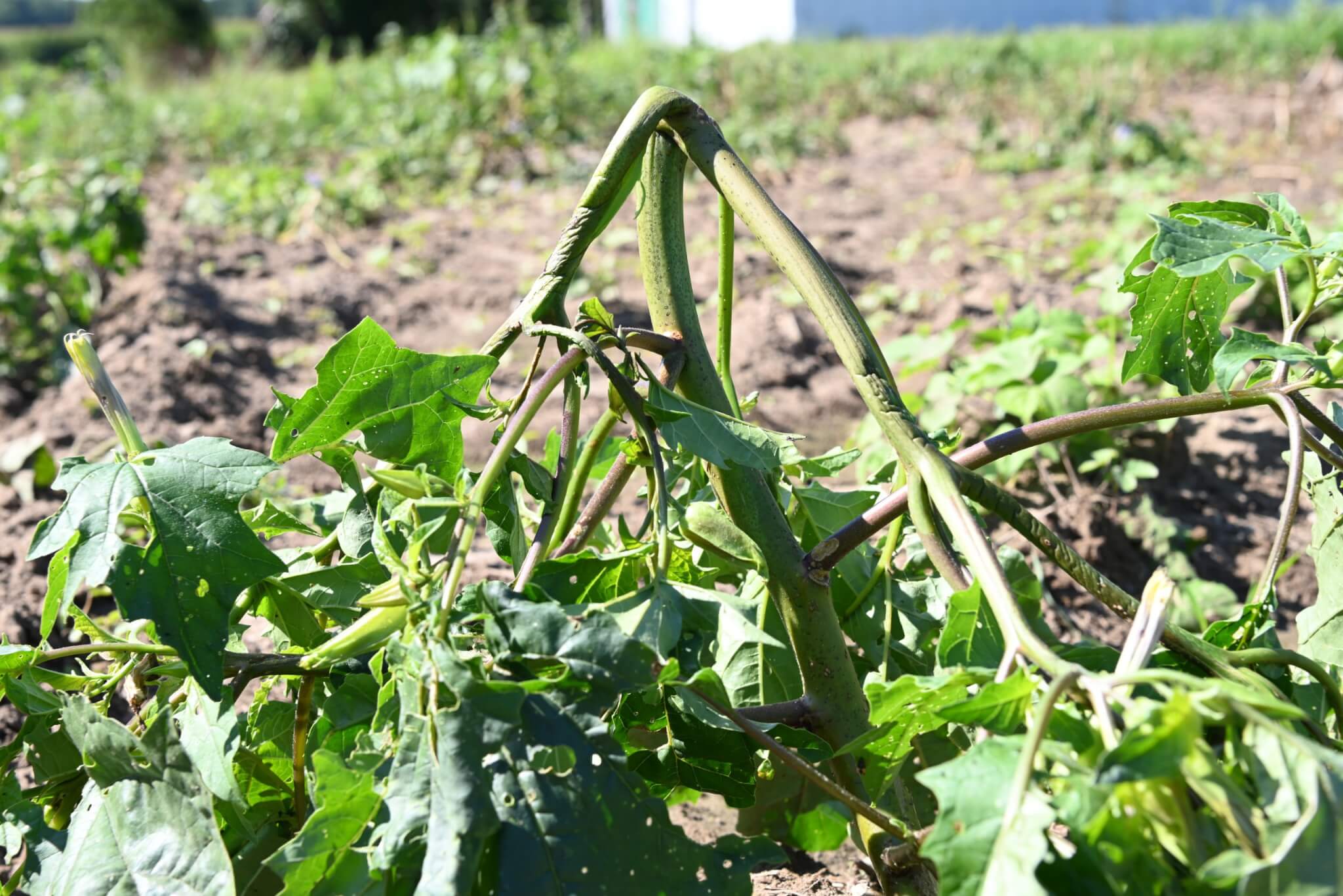 How One Farmer Is Using Weed Electrocution - Getting Rid Of Weeds
