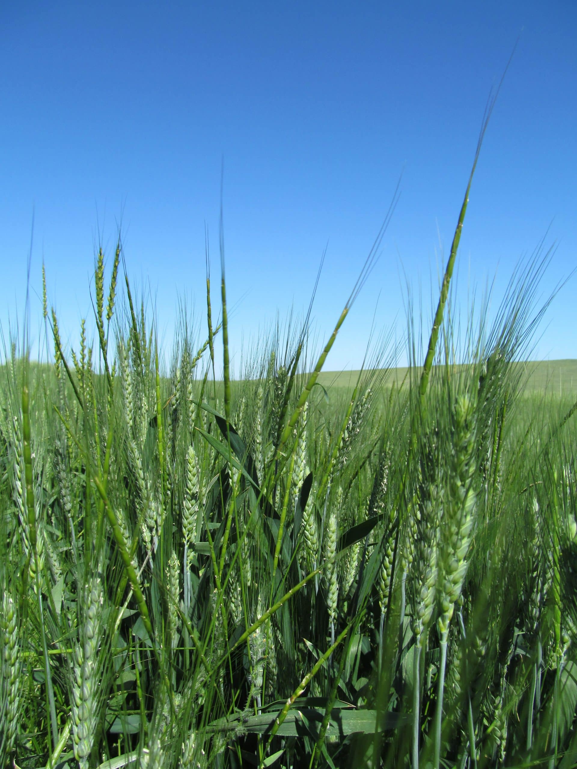 Jointed Goatgrass - Getting Rid Of Weeds