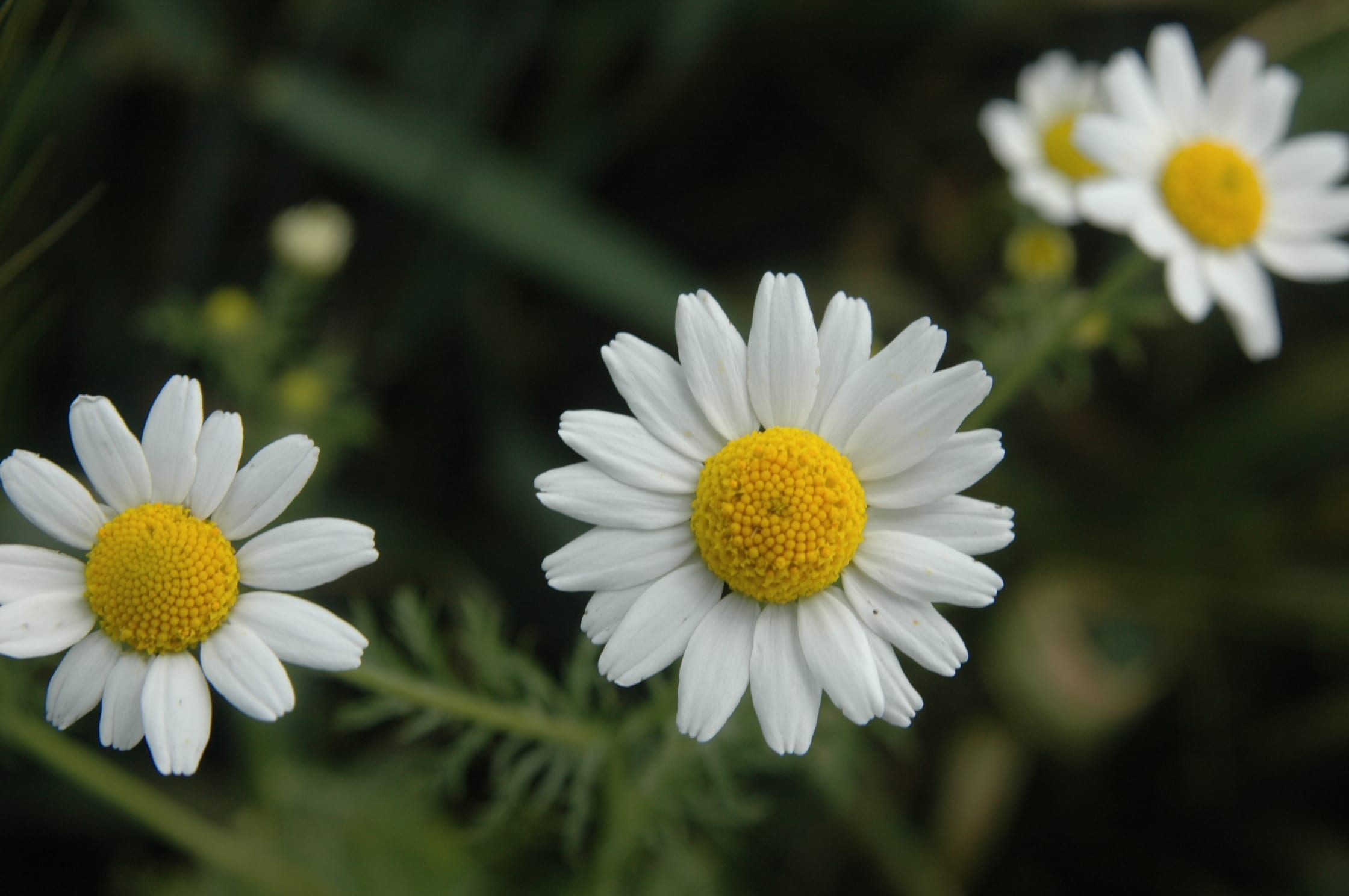 Mayweed Chamomile - Getting Rid Of Weeds