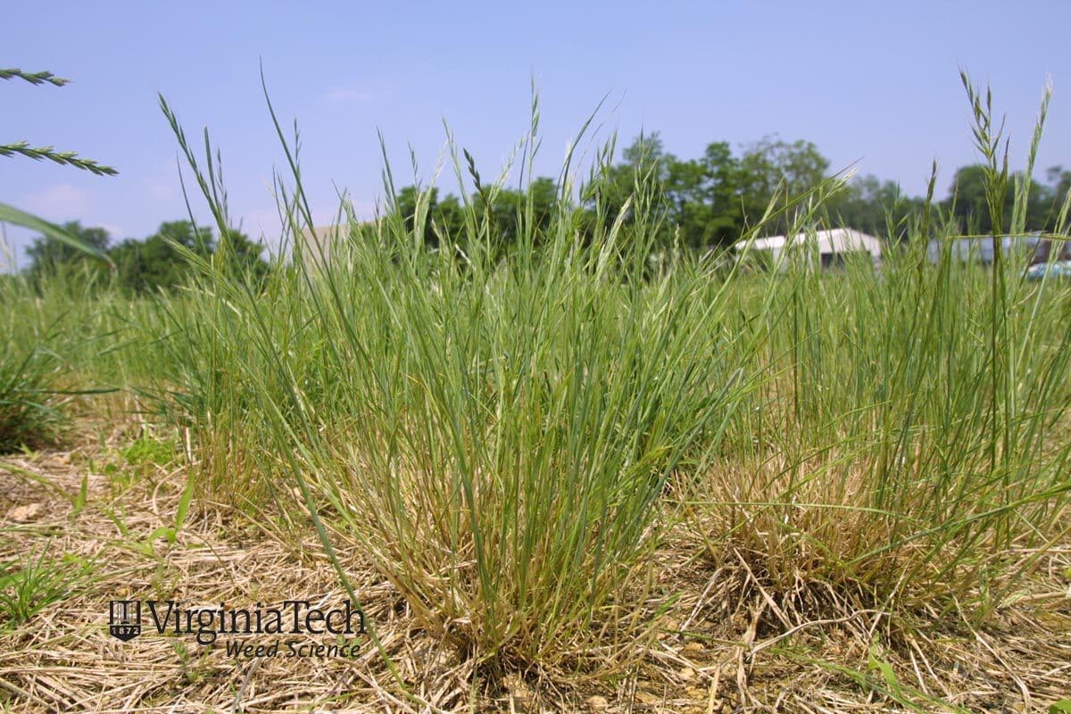 Rattail Fescue - Getting Rid Of Weeds
