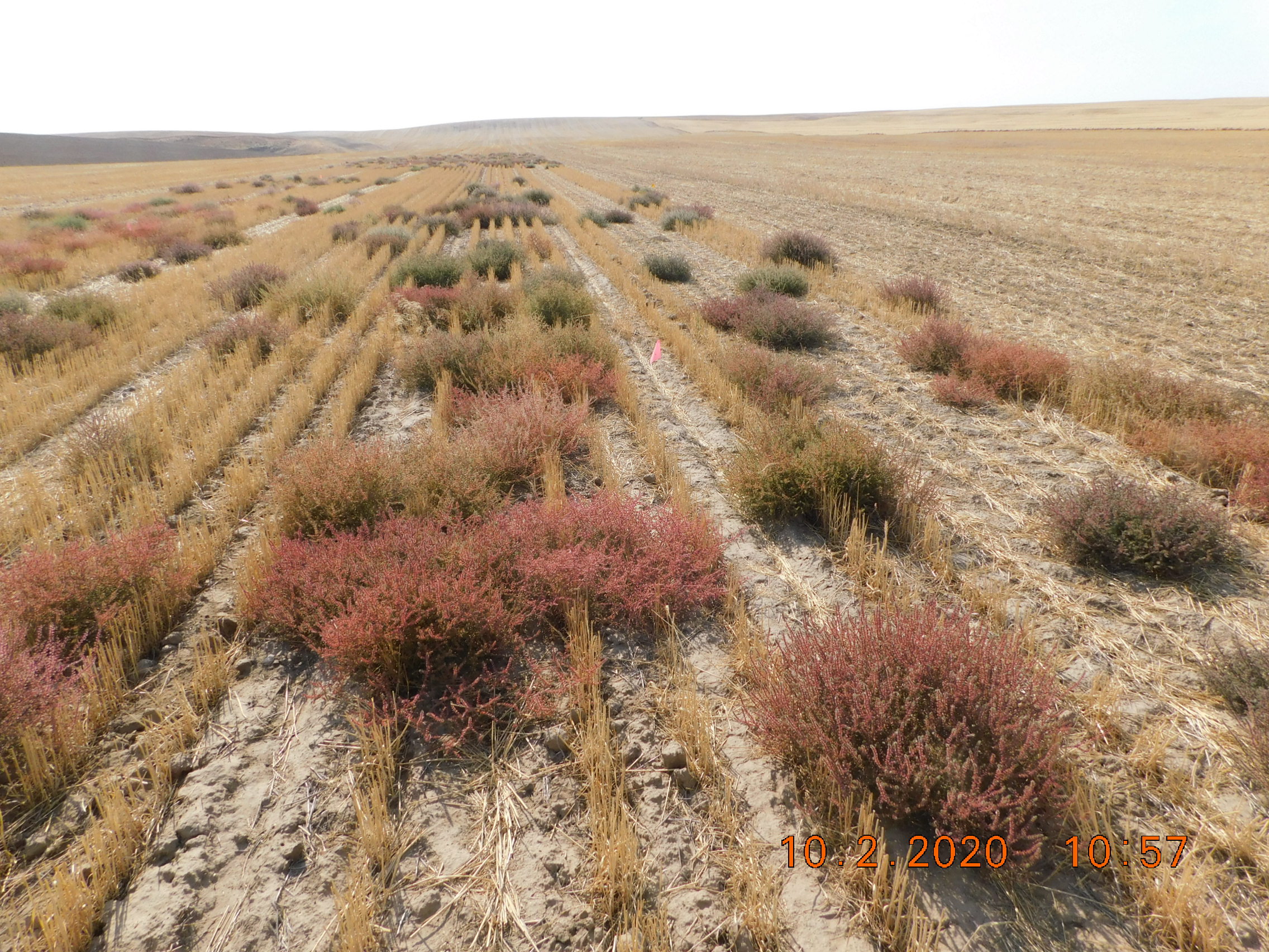 Russian Thistle - Getting Rid Of Weeds