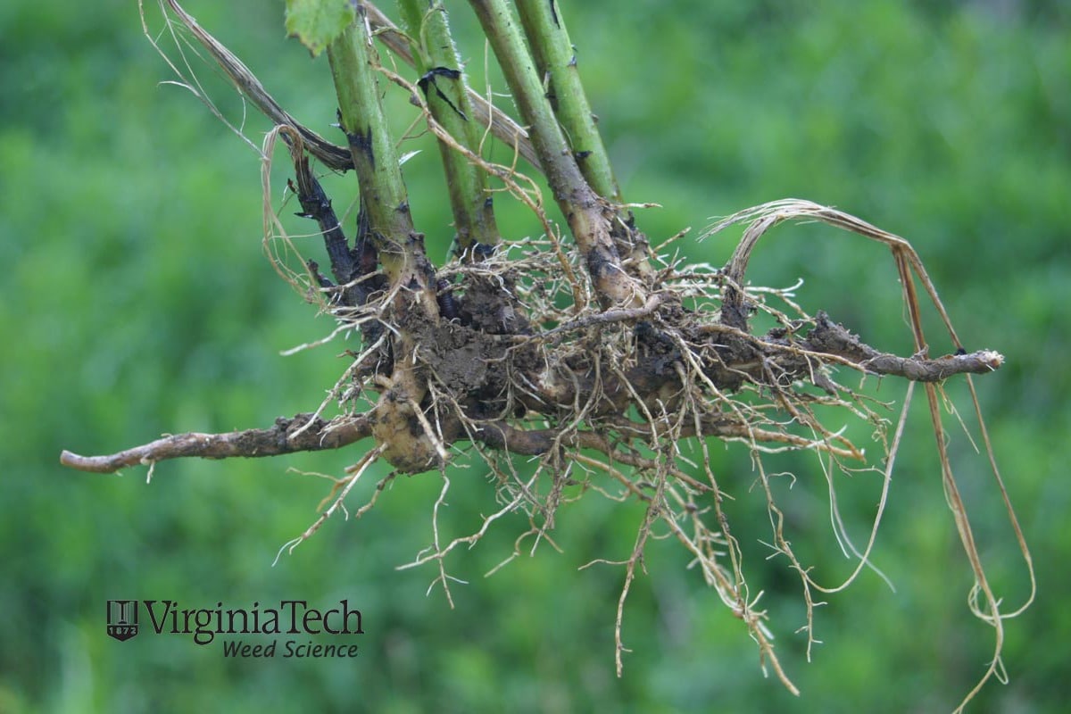 Canada Thistle - Getting Rid Of Weeds