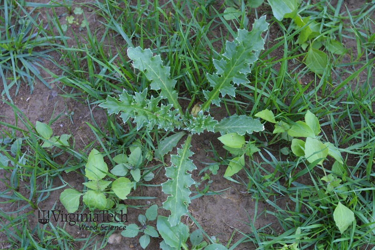 Canada Thistle - Getting Rid Of Weeds