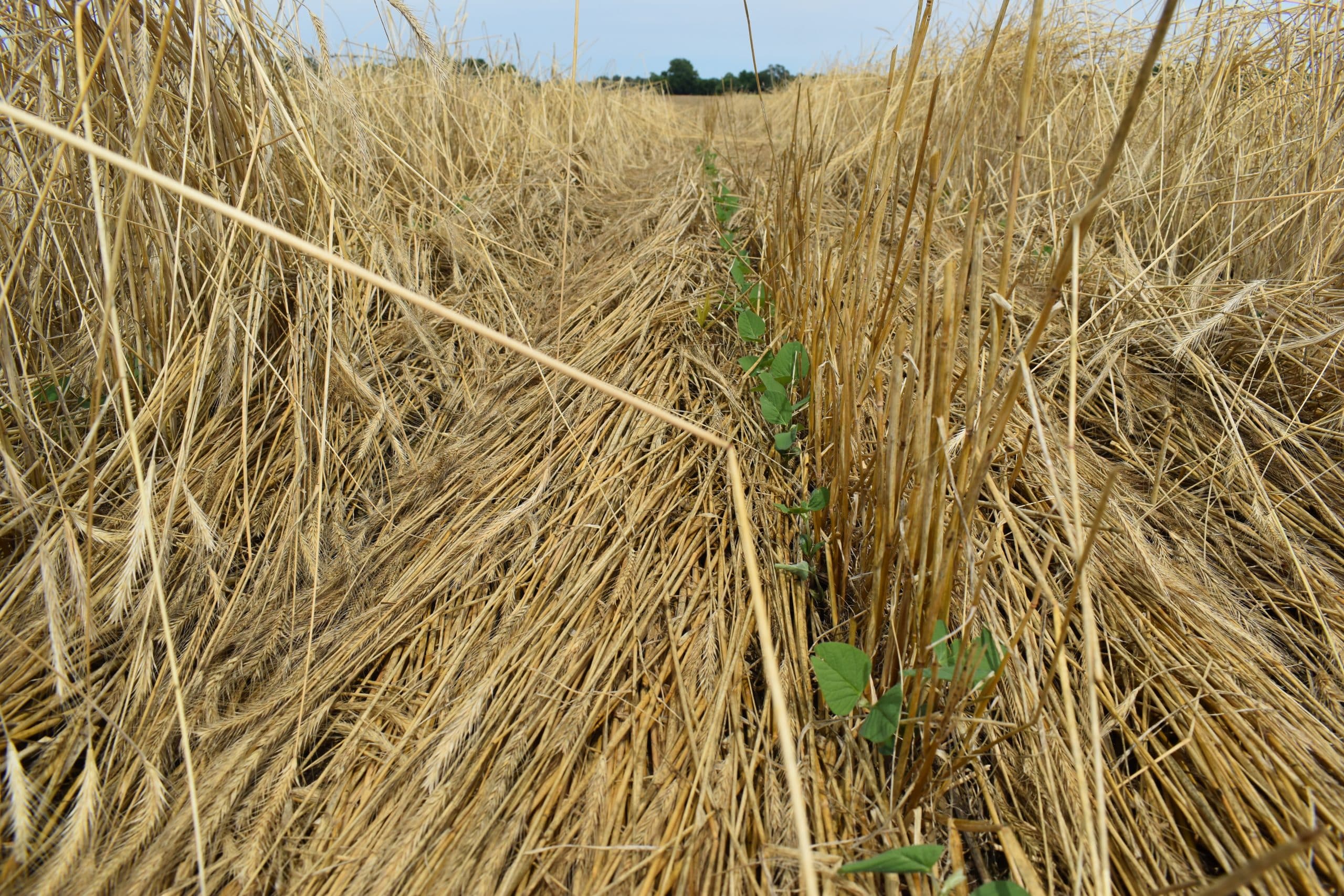GROW Resources on Cover Crops and Weed Suppression - Getting Rid Of Weeds
