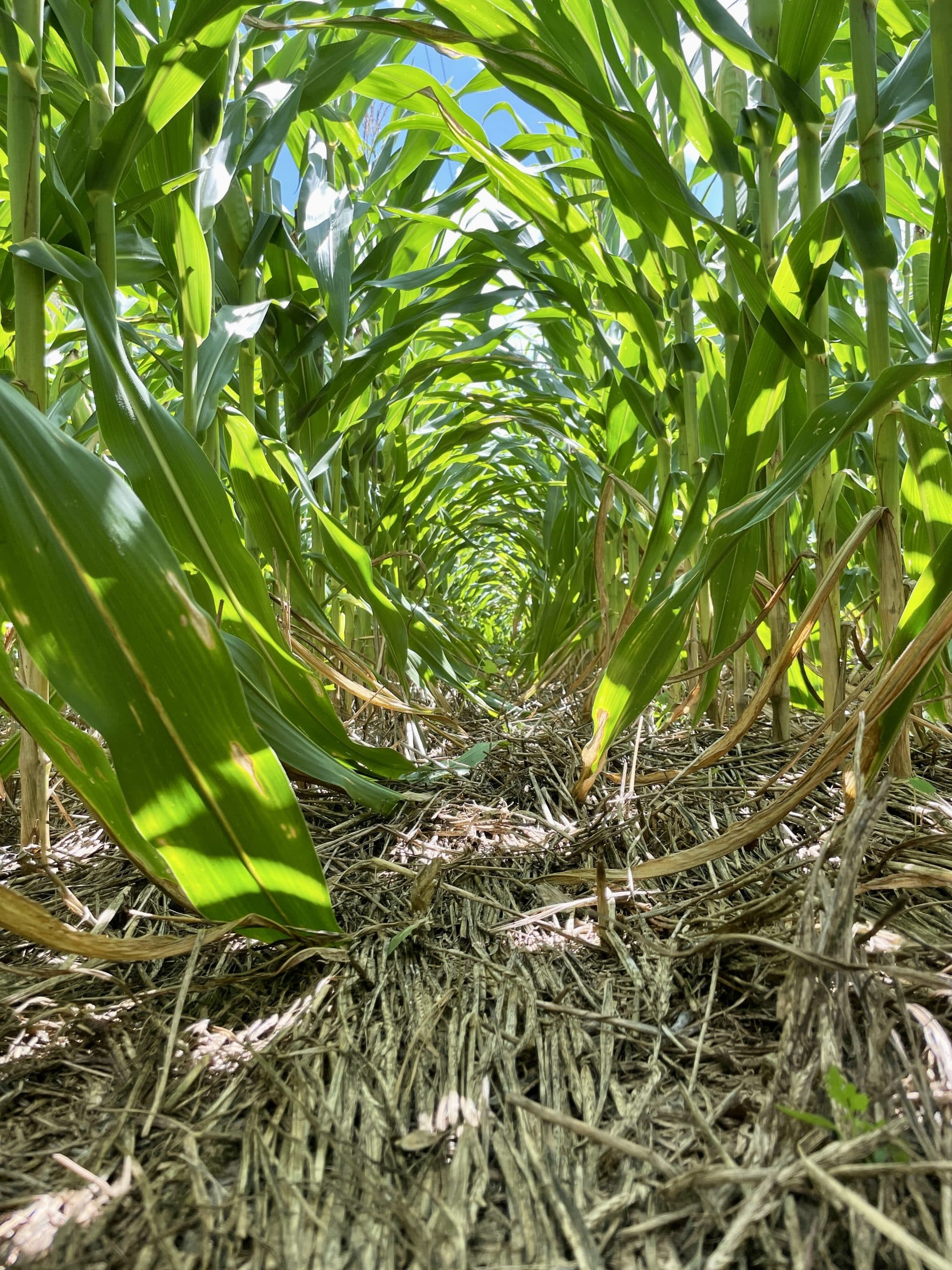 GROW Resources on Cover Crops and Weed Suppression - Getting Rid Of Weeds