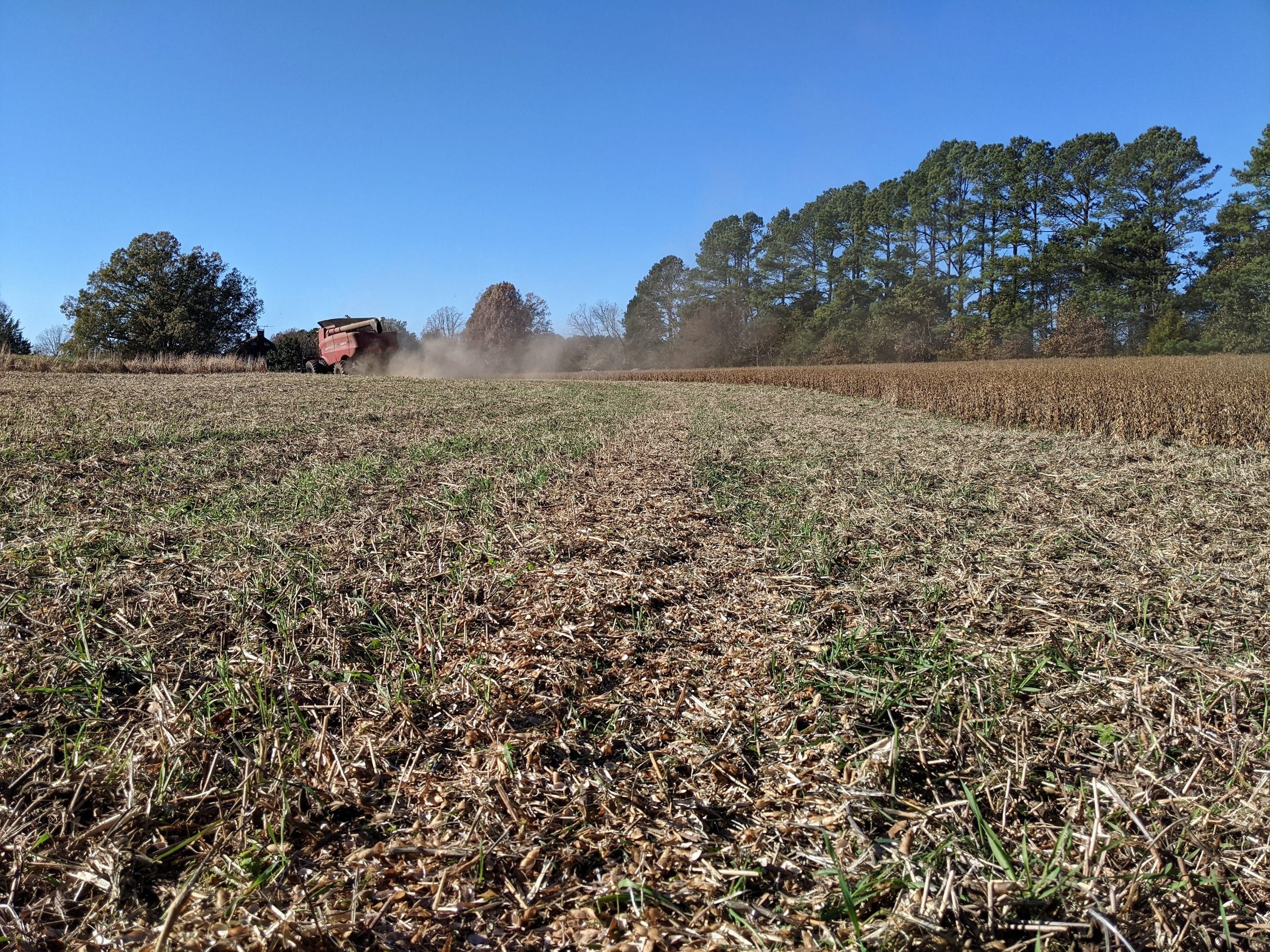 Are You a Fan of DIY Weed Control? Try Chaff Lining. - Getting Rid Of Weeds