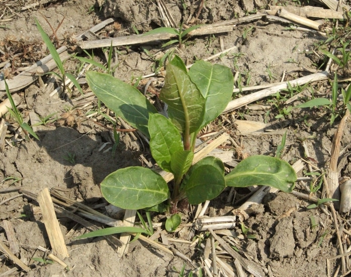 Pokeweed (Common) - Getting Rid Of Weeds