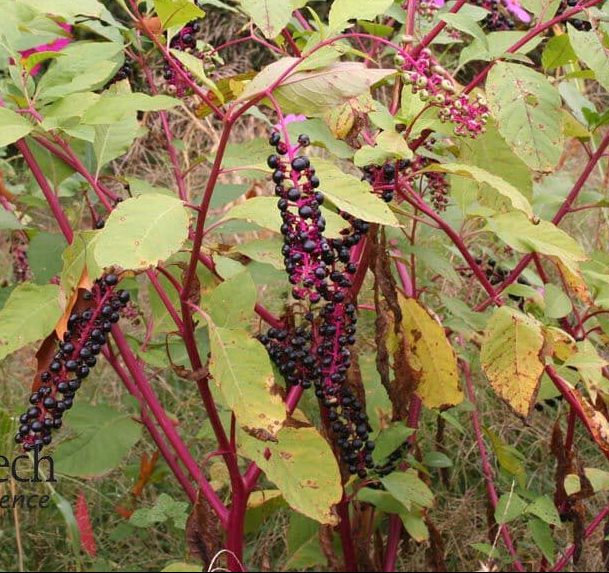 Pokeweed (Common) - Getting Rid Of Weeds