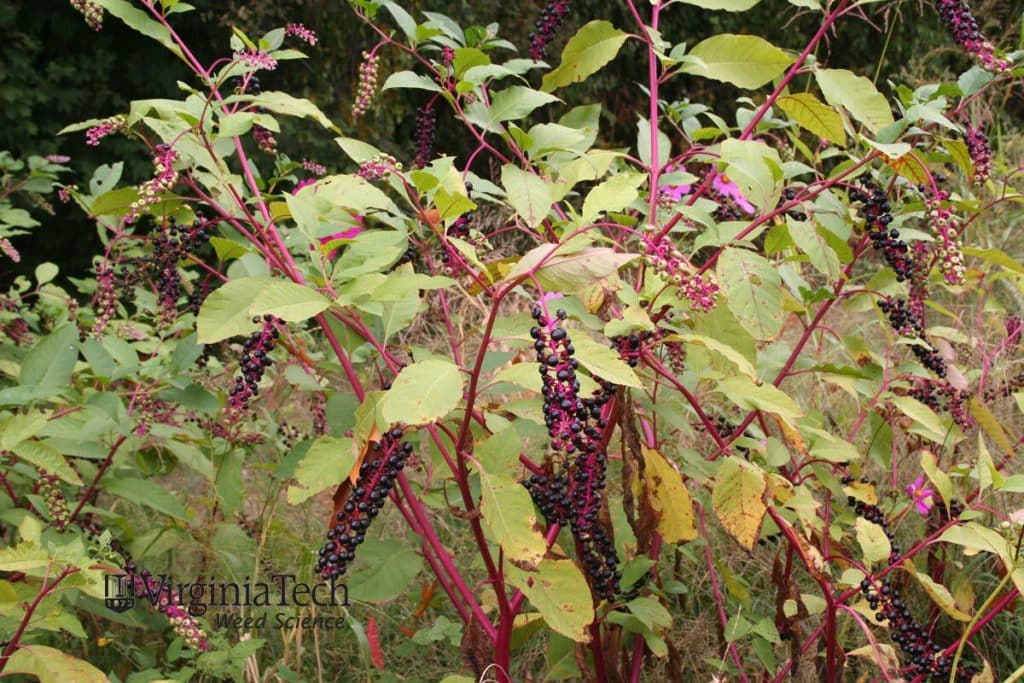 Pokeweed (Common) - Getting Rid Of Weeds