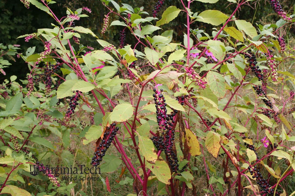 Pokeweed (Common) - Getting Rid Of Weeds
