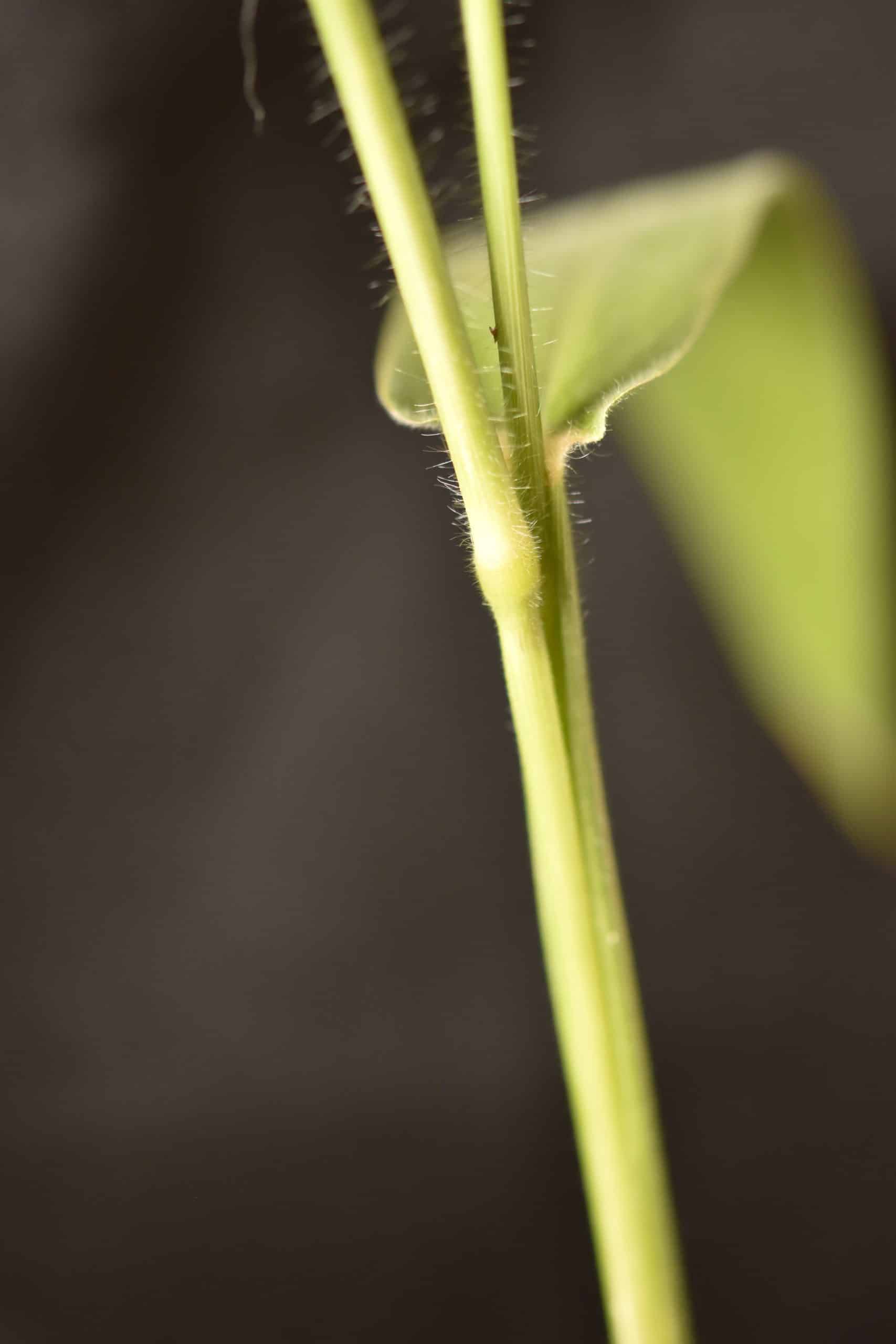 Texas Millet (Panicum) - Getting Rid Of Weeds