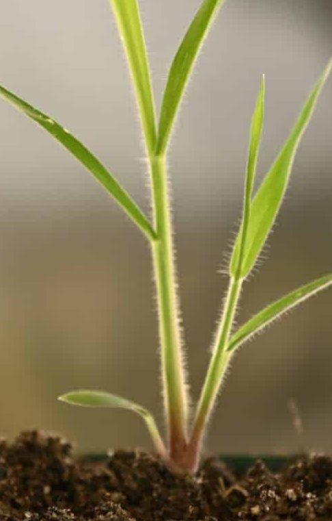 Texas Millet (Panicum) - Getting Rid Of Weeds