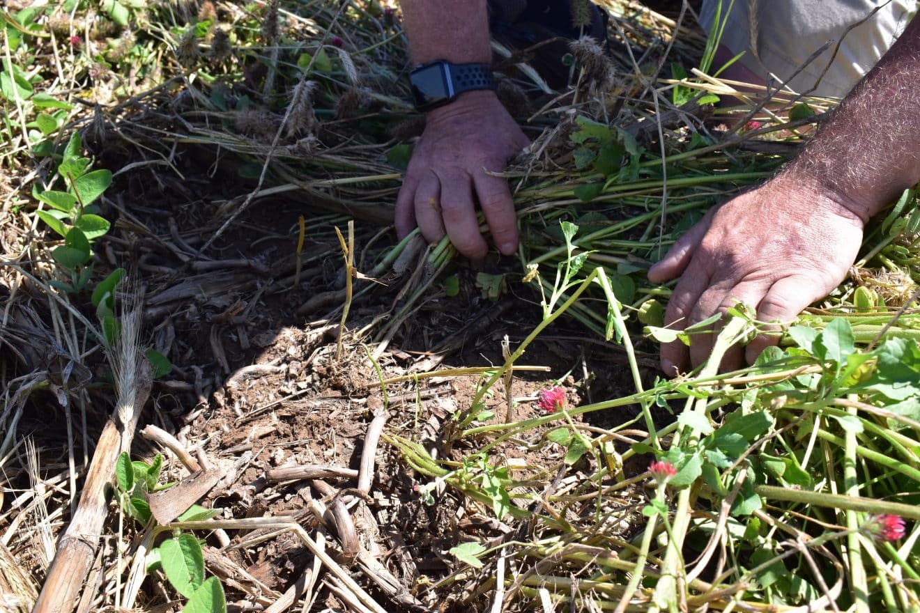 Cover Crops and Weed Control in the Southeast: A Battle for Resources ...