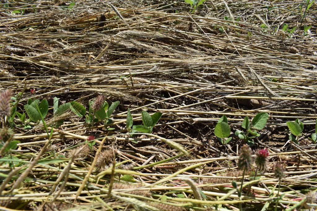 How to Manage Weeds in the Face of Regulation and Resistance - Getting ...