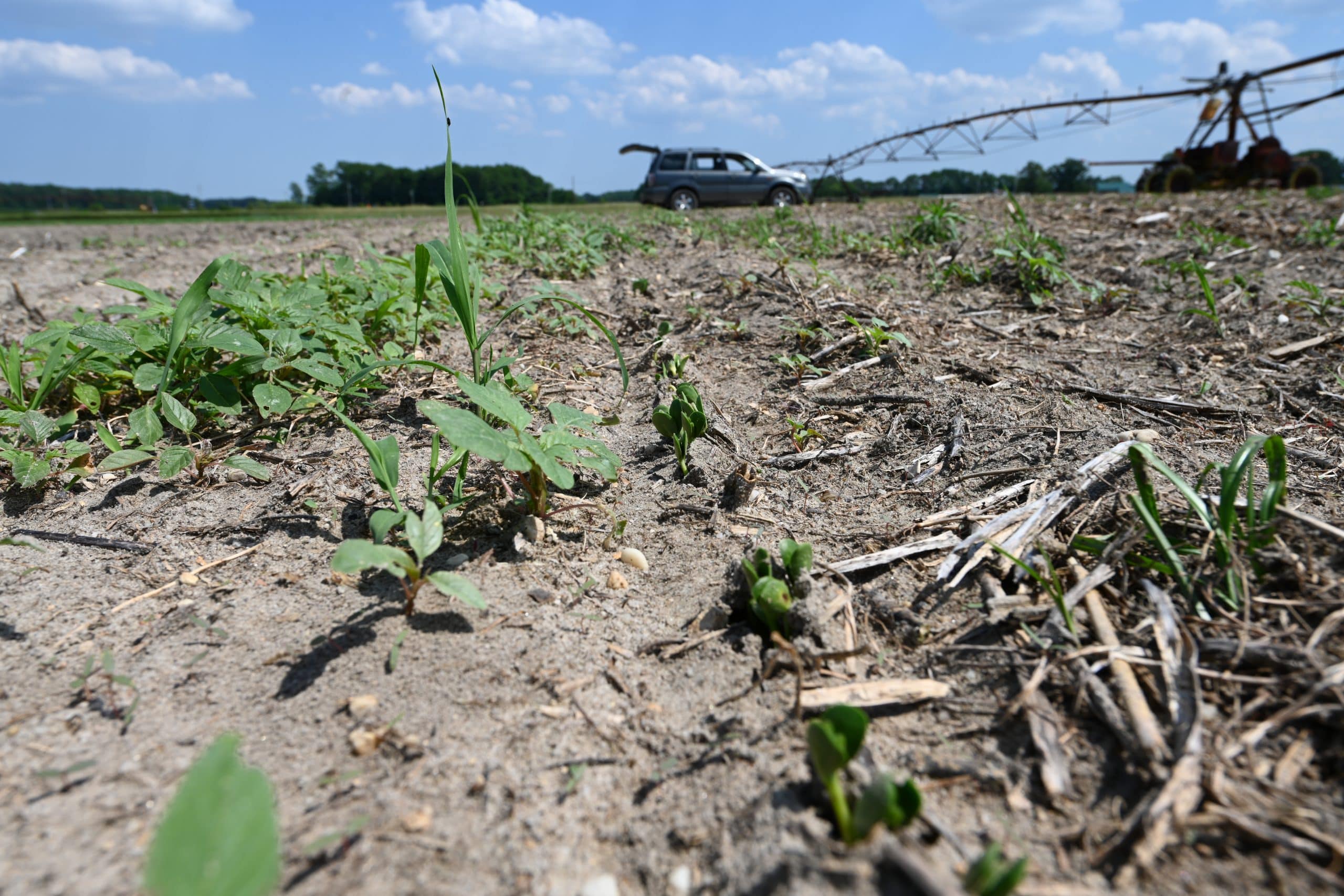 Why Starting Weed-Free at Planting is So Important - Getting Rid Of Weeds