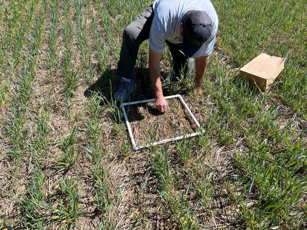How to Sample Cover Crop Biomass - Getting Rid Of Weeds