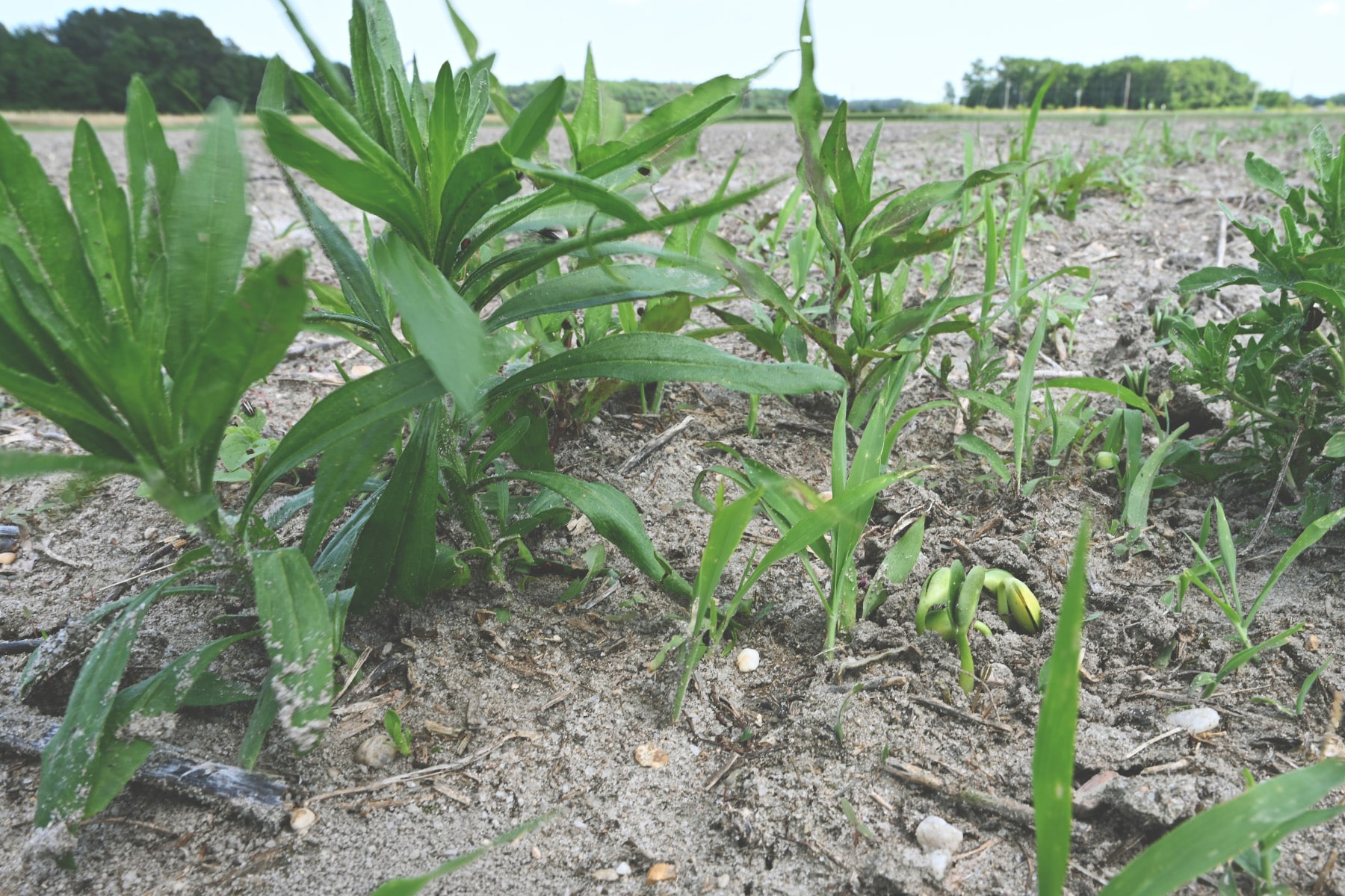 Why Starting Weed-Free at Planting is So Important - Getting Rid Of Weeds