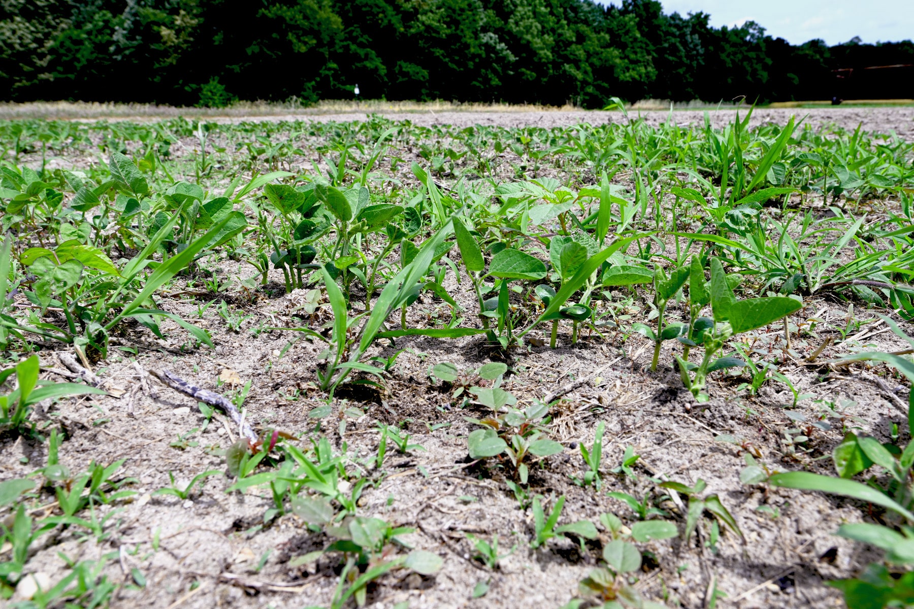 Why Starting Weed-Free at Planting is So Important - Getting Rid Of Weeds