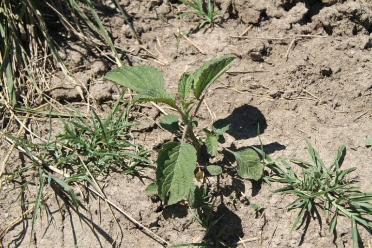 Redroot & Smooth Pigweed - Getting Rid Of Weeds