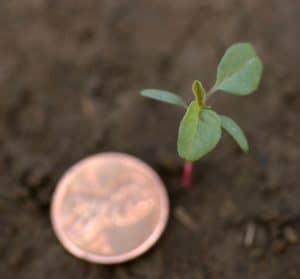 Redroot & Smooth Pigweed - Getting Rid Of Weeds