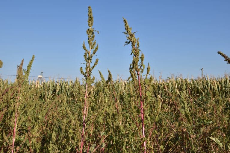 Redroot & Smooth Pigweed - Getting Rid Of Weeds