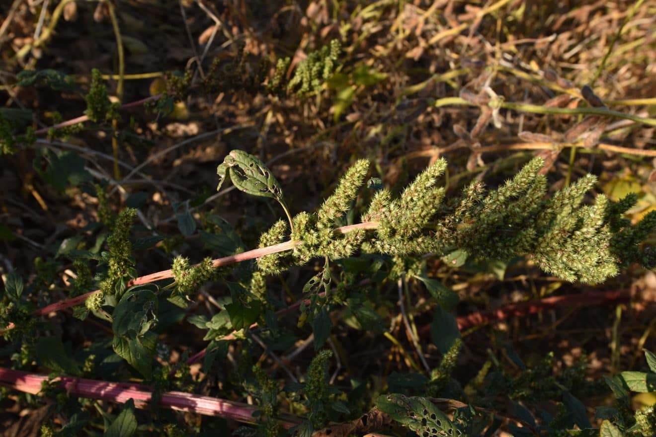 Redroot & Smooth Pigweed - Getting Rid Of Weeds