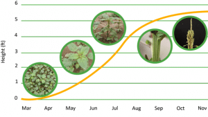 Redroot & Smooth Pigweed - Getting Rid Of Weeds
