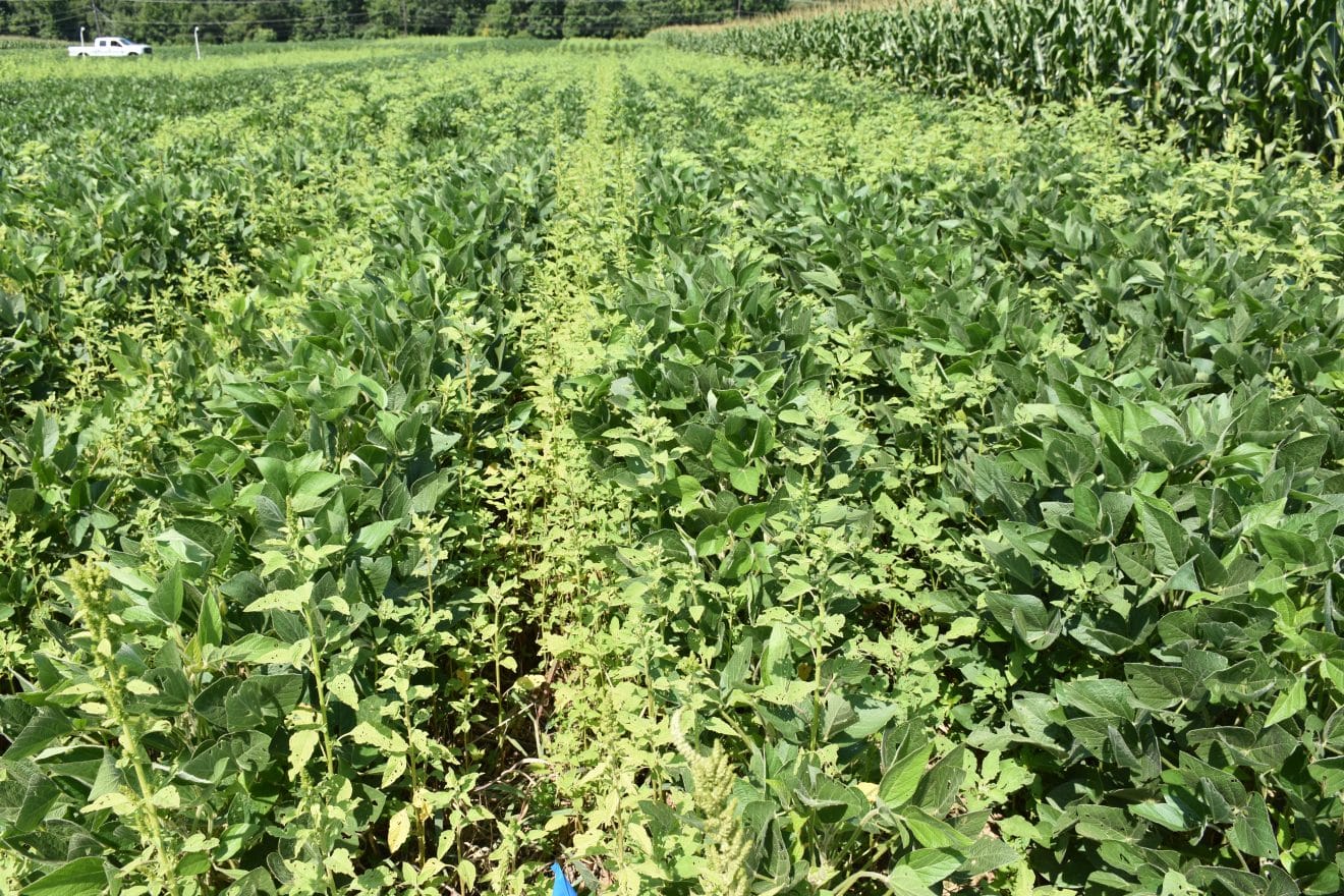 Redroot & Smooth Pigweed - Getting Rid Of Weeds