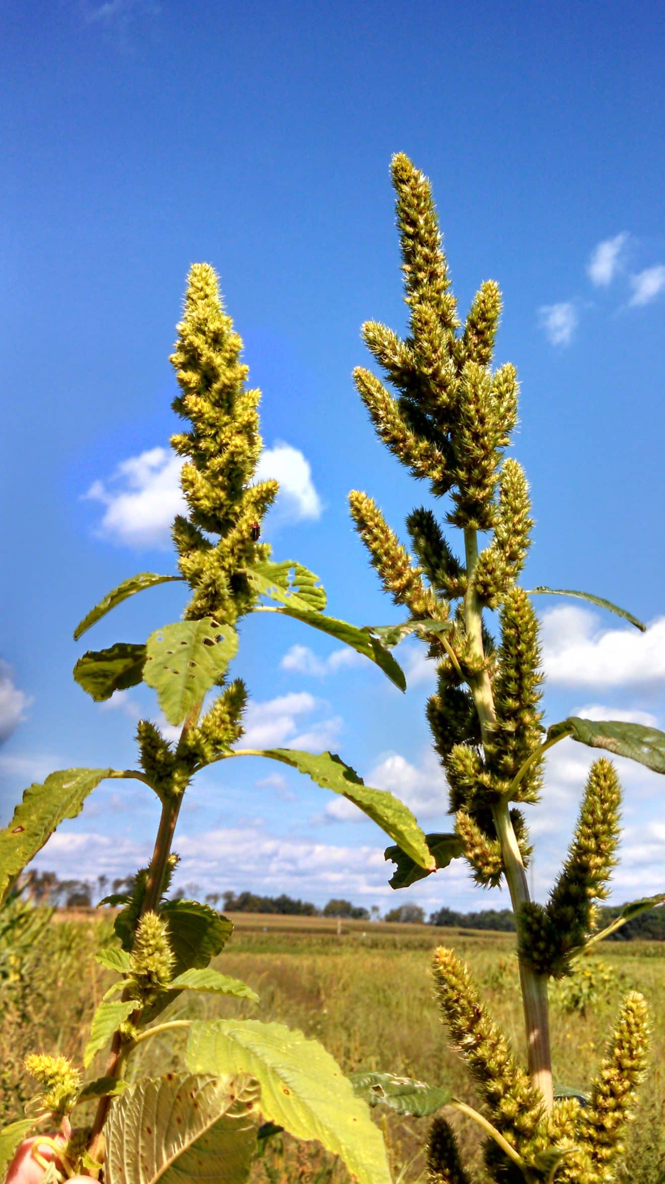 Redroot & Smooth Pigweed - Getting Rid Of Weeds