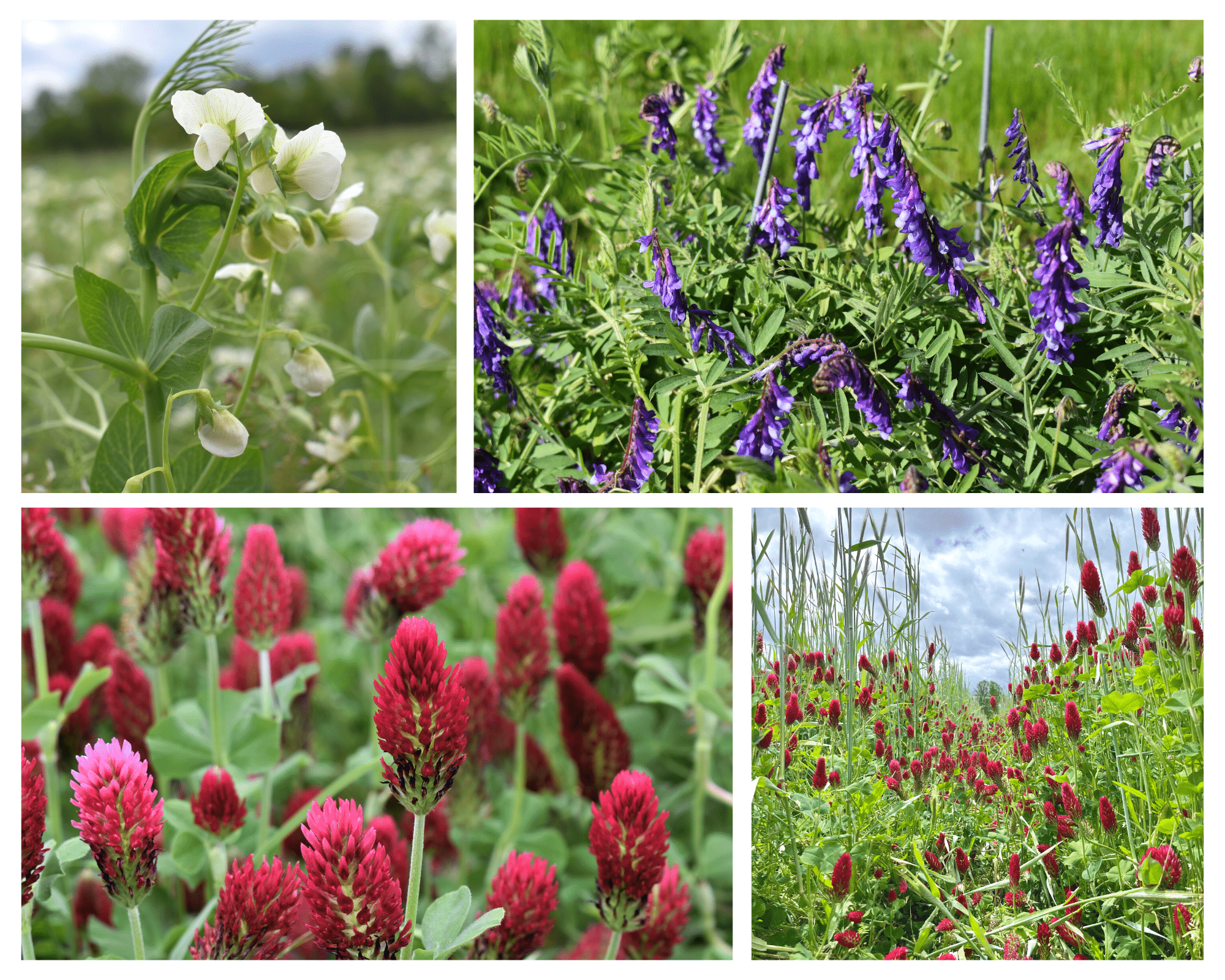 Join a GROW Farmer Forum on Cover Crop Seeding - Getting Rid Of Weeds