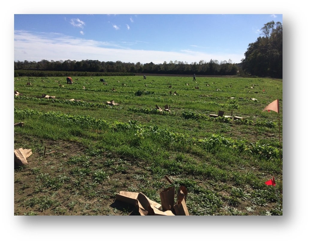 Planting Fall Covers? Know Your Herbicide Carryover Risks. - Getting ...