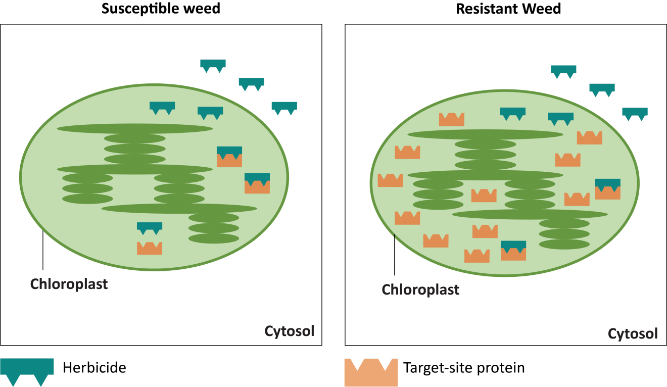 Johnsongrass - Getting Rid Of Weeds