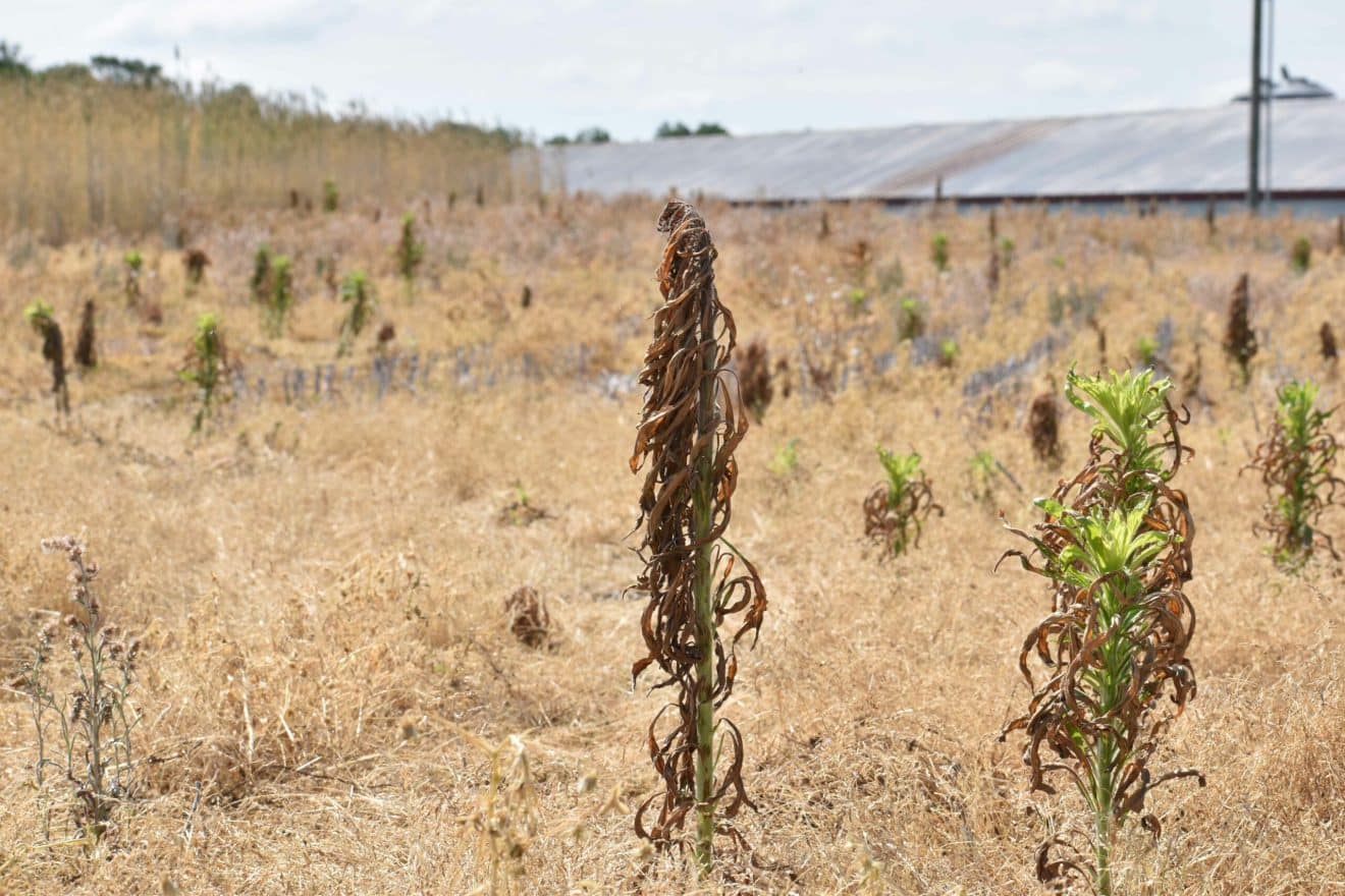 Johnsongrass - Getting Rid Of Weeds