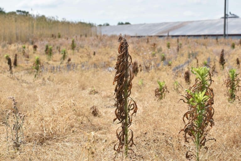 Herbicide Classification Chart - Getting Rid Of Weeds