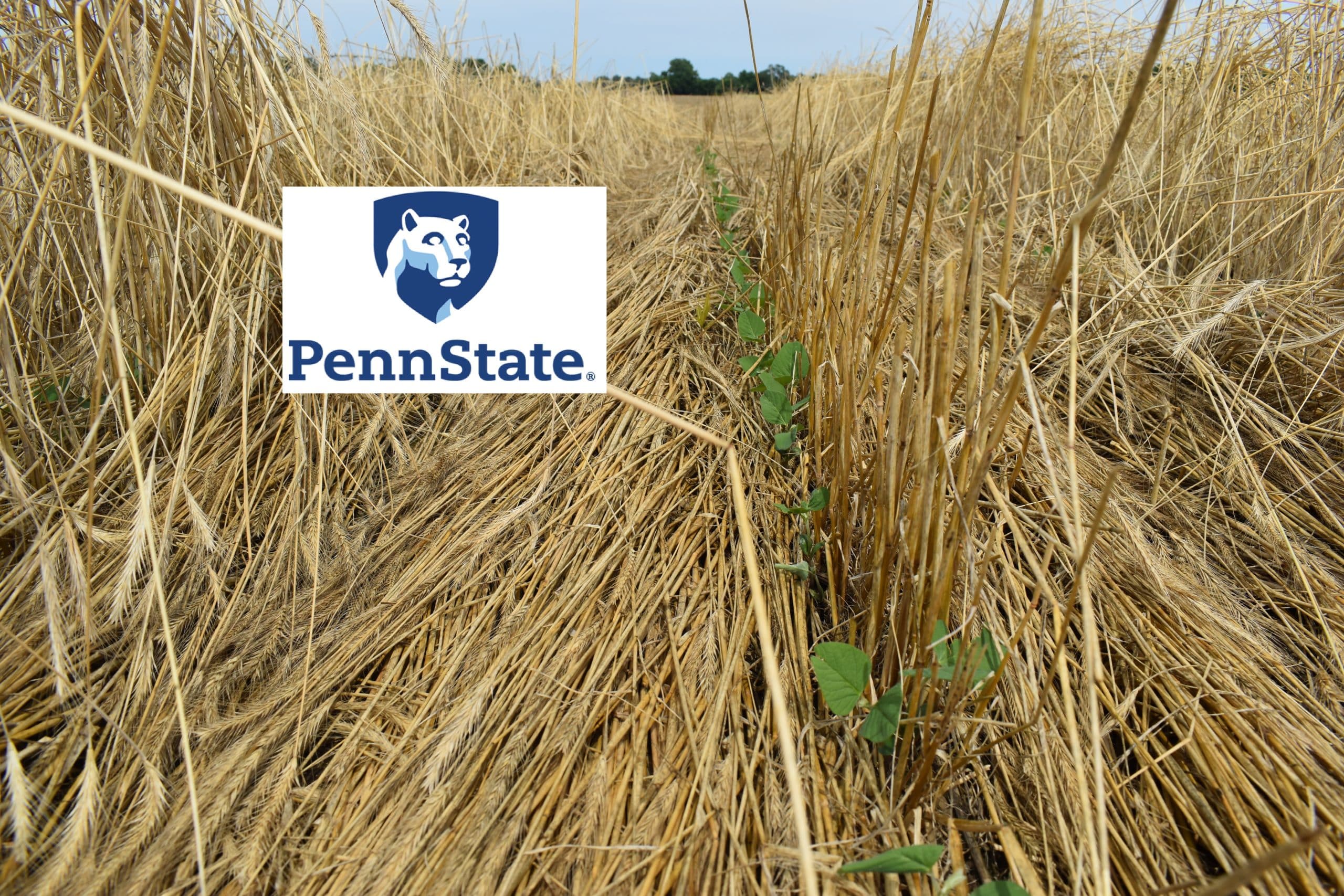 New Penn State Guide Tackles Weed Control in Organic No-Till Soybean ...