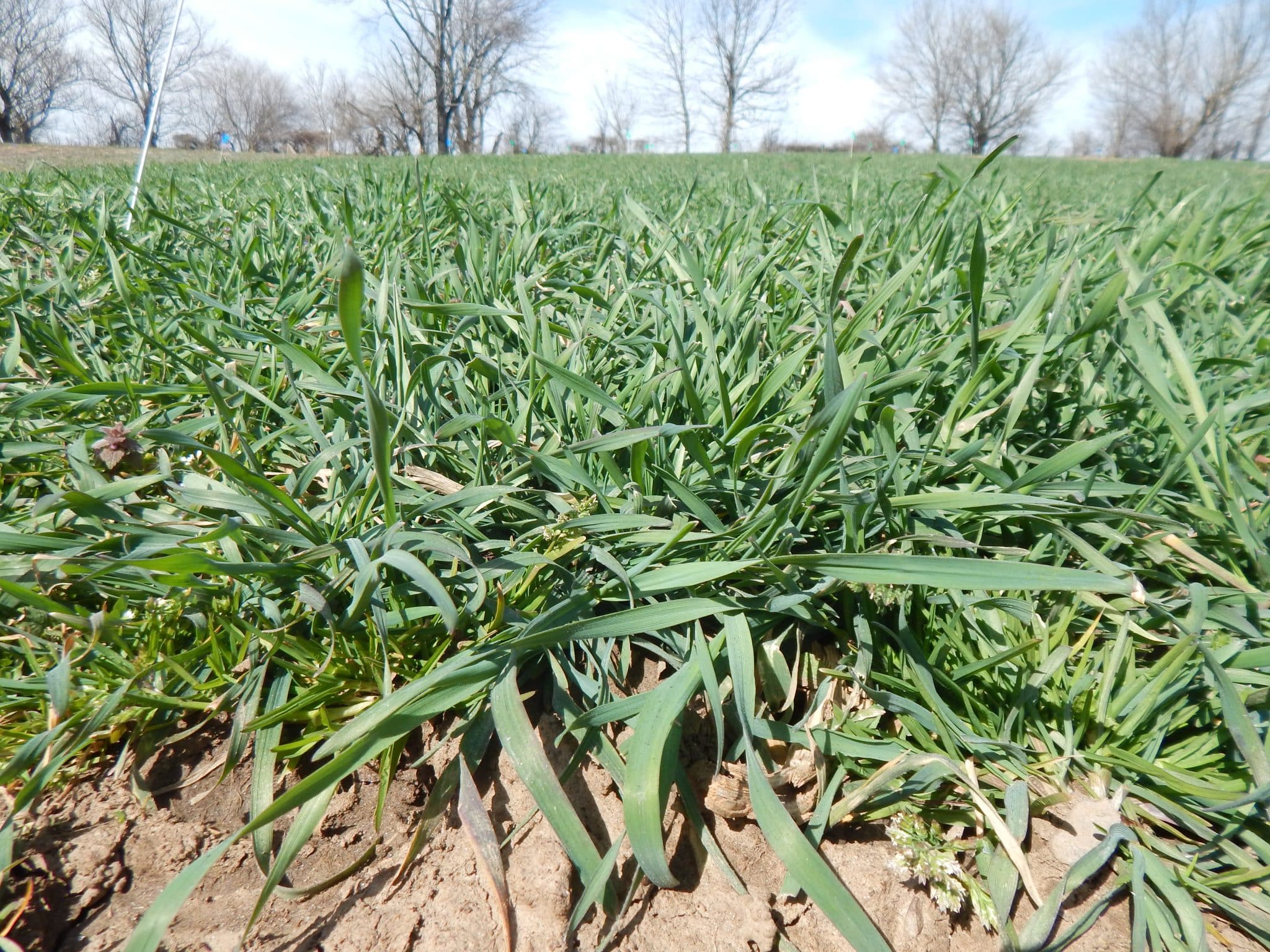 Cocklebur - Getting Rid Of Weeds