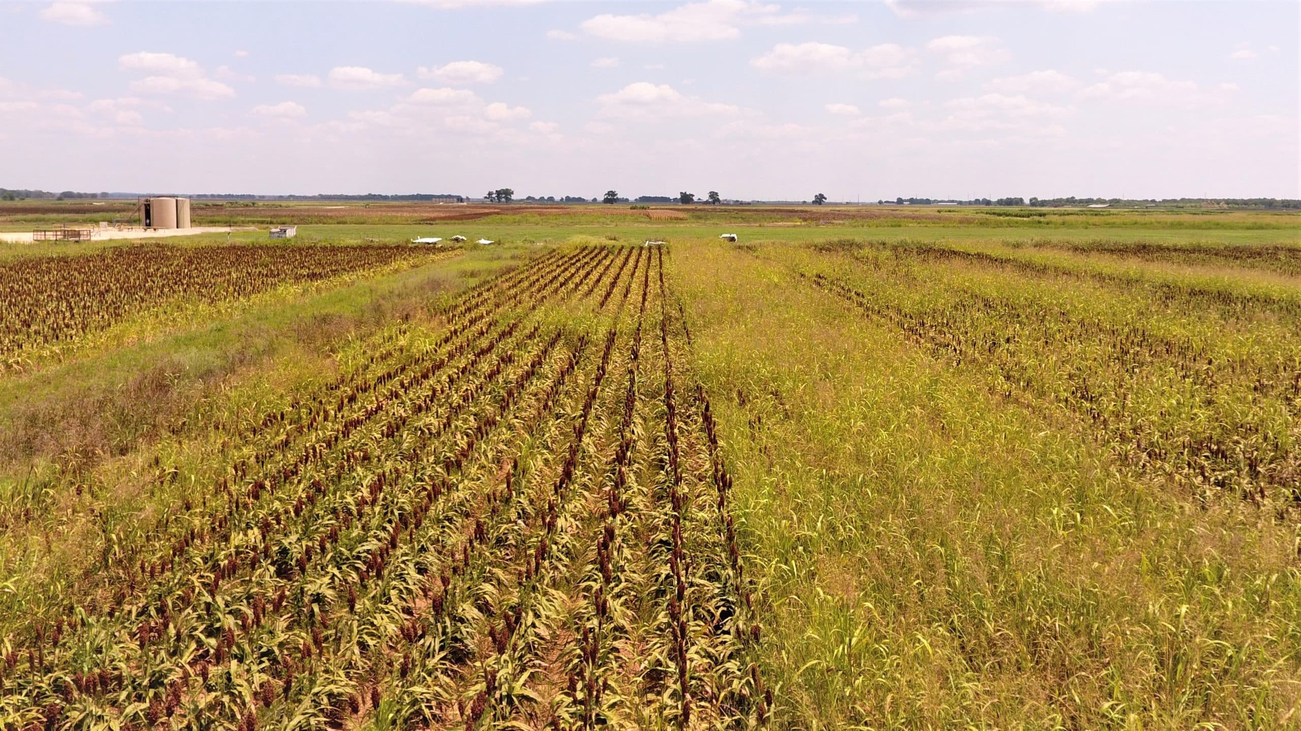 New Herbicide-Tolerant Traits Could Boost Sorghum’s Rotational Benefits ...